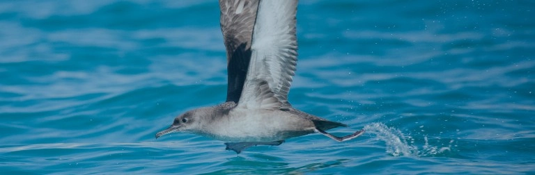 Birdwatching in Mallorca | Playa de Muro